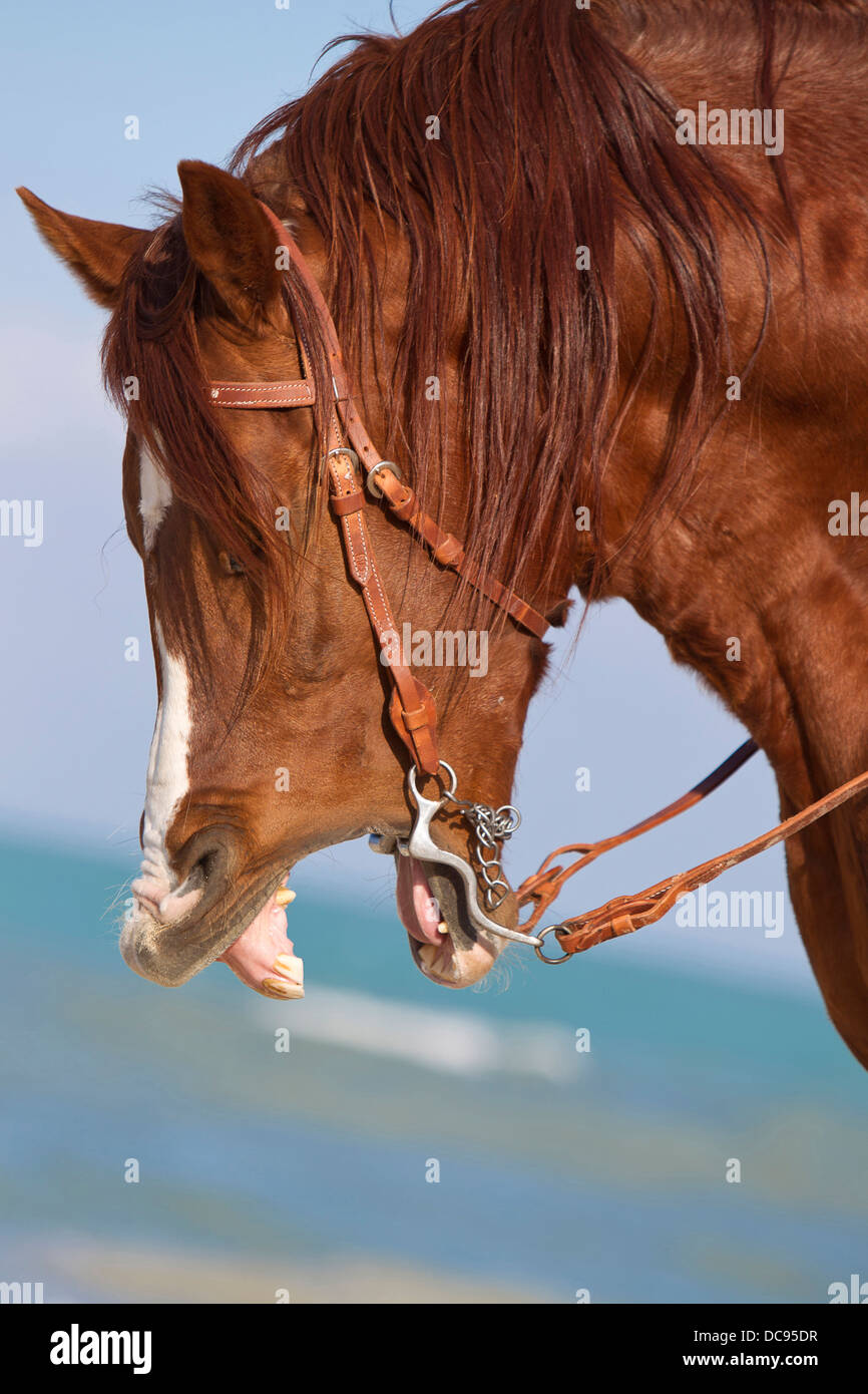Barb Horse. Chestnut stallion yawning Stock Photo - Alamy