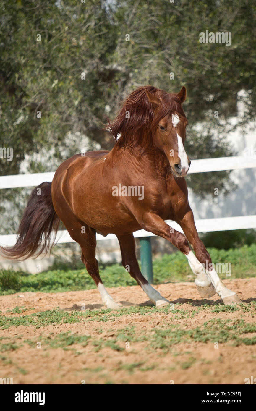 Barb Horse. Chestnut stallion galloping in a paddock Stock Photo - Alamy