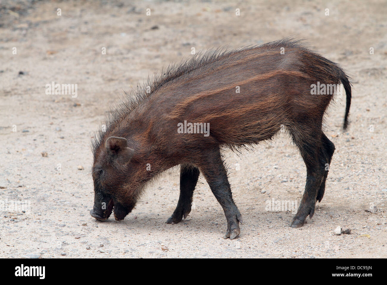Indian wild pig hi-res stock photography and images - Alamy