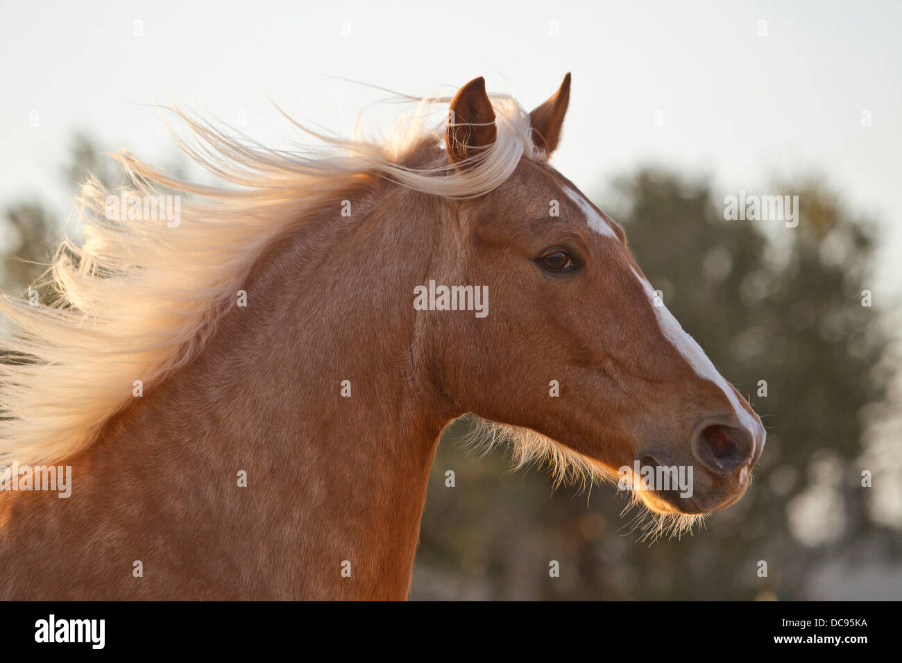 Barb Horse. Portrait of Palomino gelding Stock Photo - Alamy