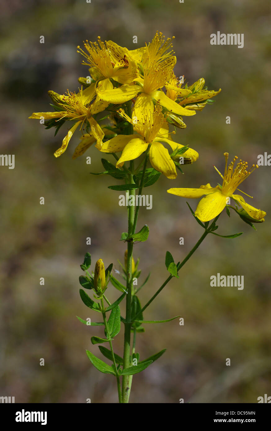 Perforate St John's-wort - Hypericum perforatum Stock Photo - Alamy