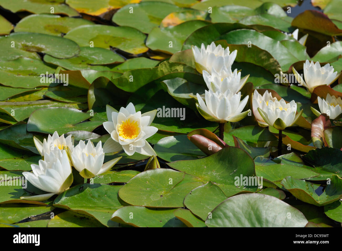 Dwarf White Water-lily - Nymphaea candida Stock Photo - Alamy
