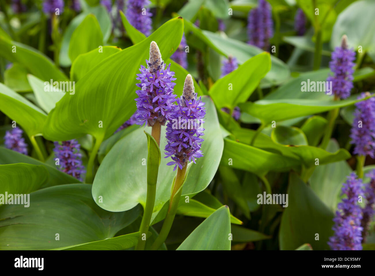 Pickerelweed Pontederia cordata Stock Photo - Alamy
