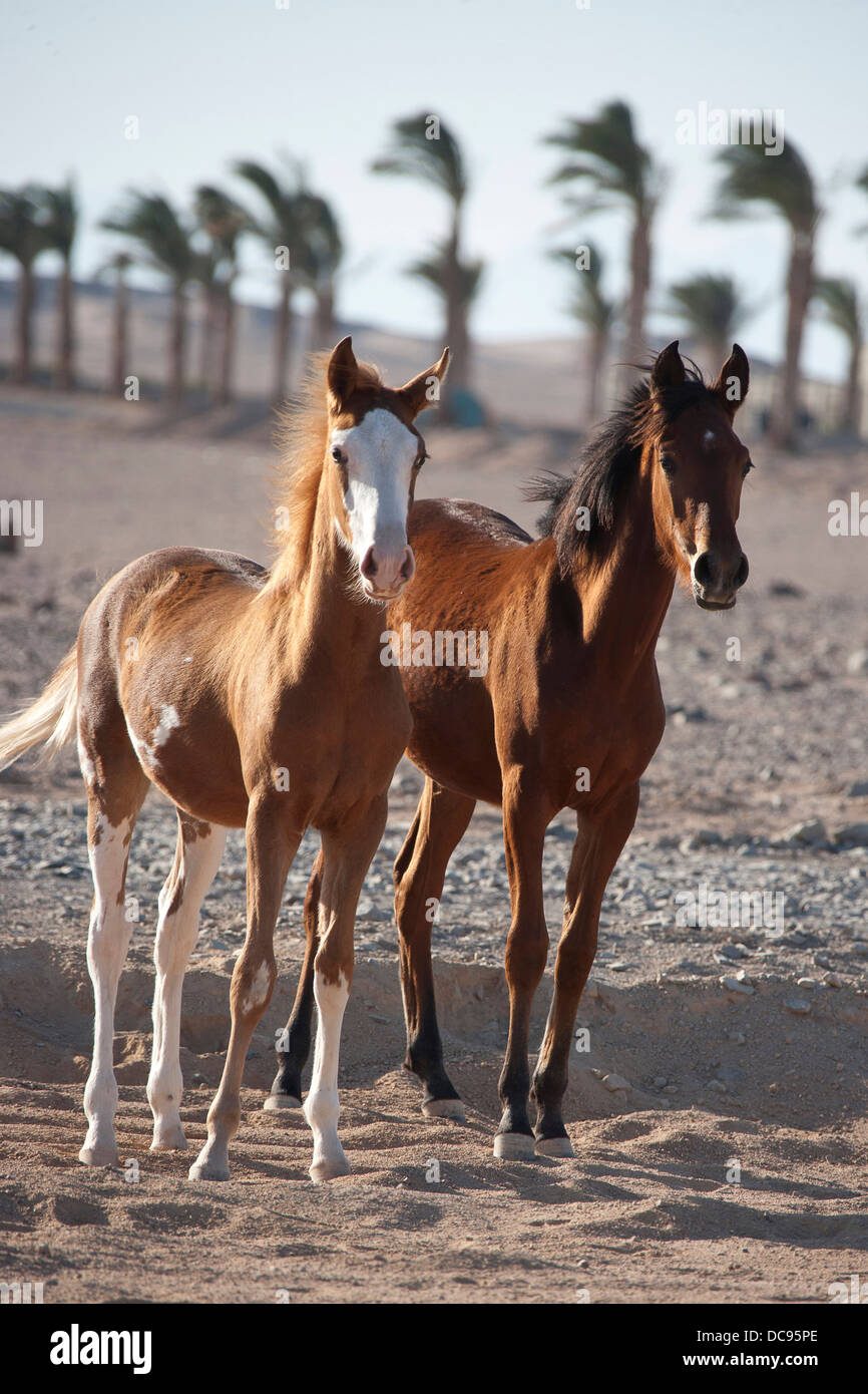 Barb Horse. Two foals standing in the desert Stock Photo - Alamy