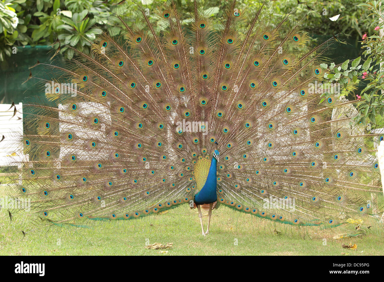 Peacock in Jaipur India Stock Photo - Alamy