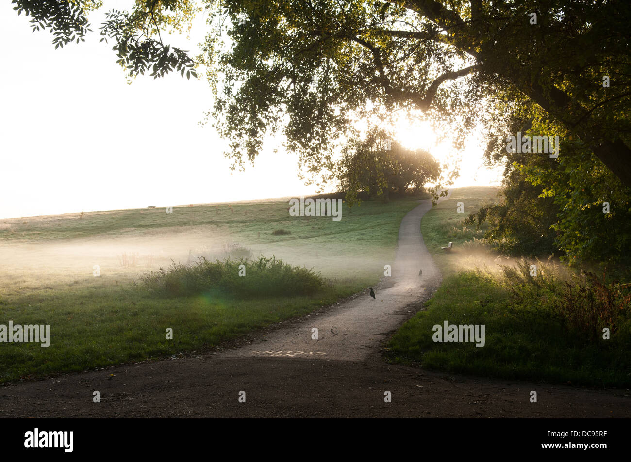 Early morning on Hampstead heath, London, England Stock Photo - Alamy