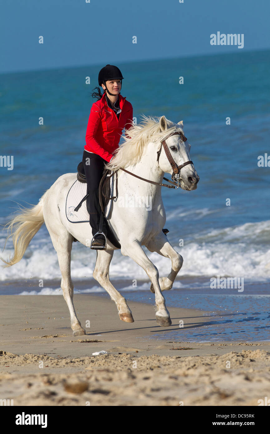 Barb Horse Young woman white stallion galloping beach Stock Photo - Alamy