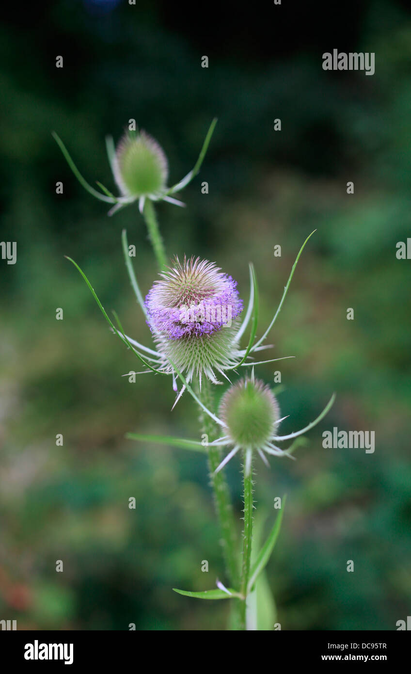 Teasle hi-res stock photography and images - Alamy