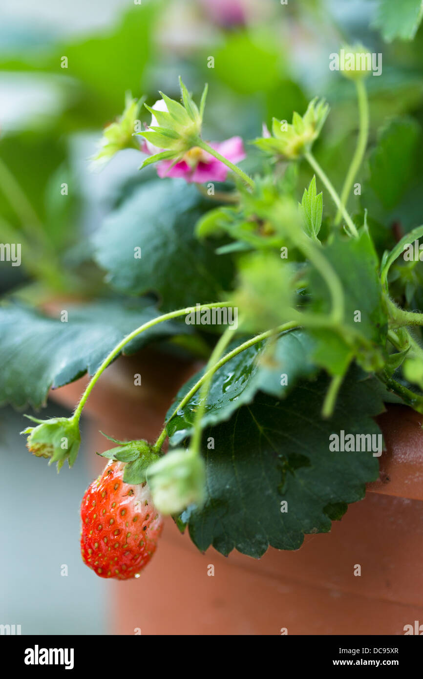Strawberry plant hi-res stock photography and images - Alamy
