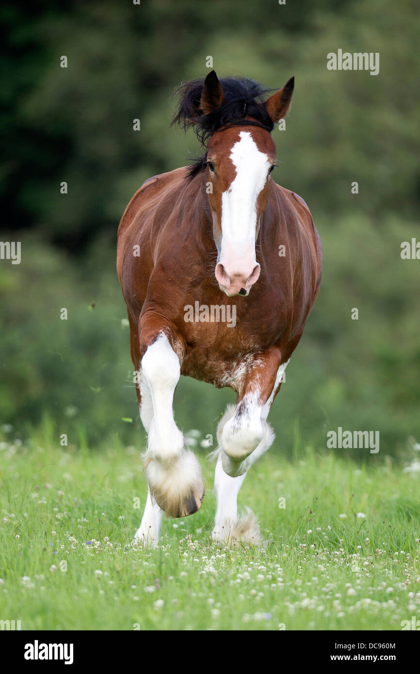 Clydesdale. Bay mare galloping on a pasture Stock Photo - Alamy