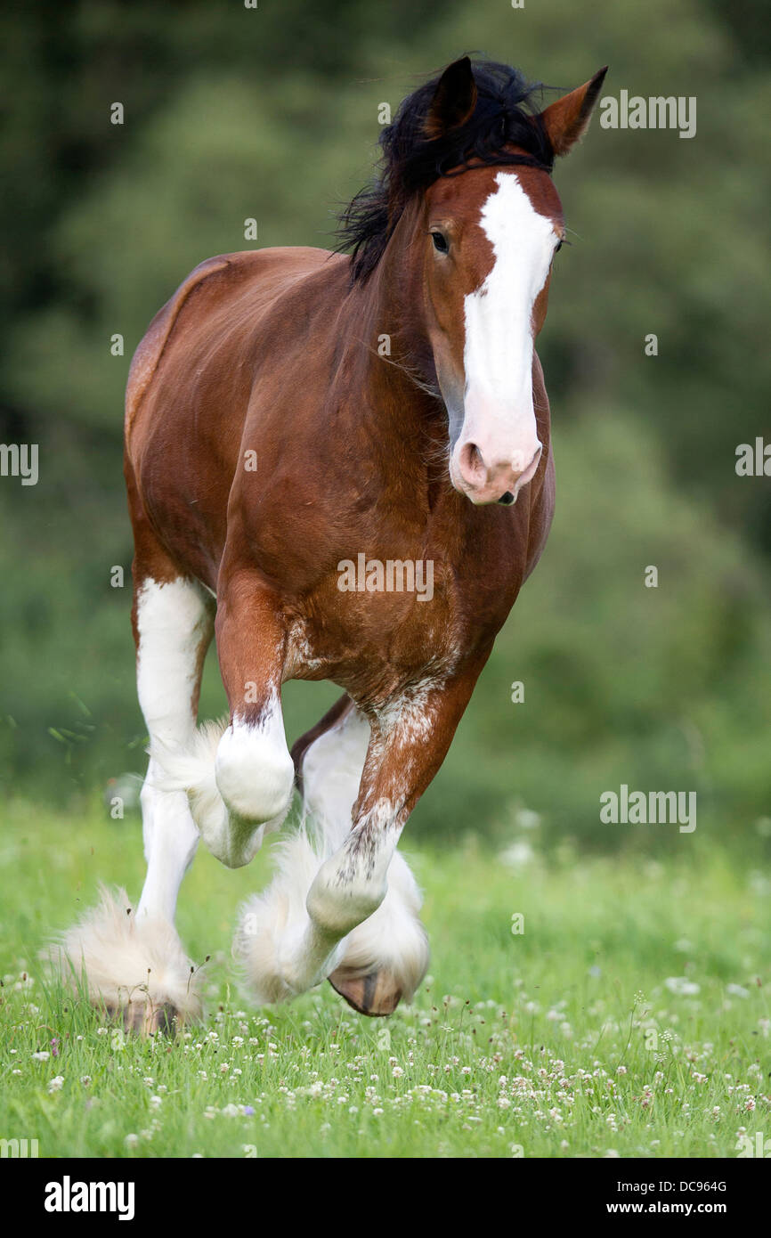 Clydesdale. Bay mare galloping on a pasture Stock Photo - Alamy