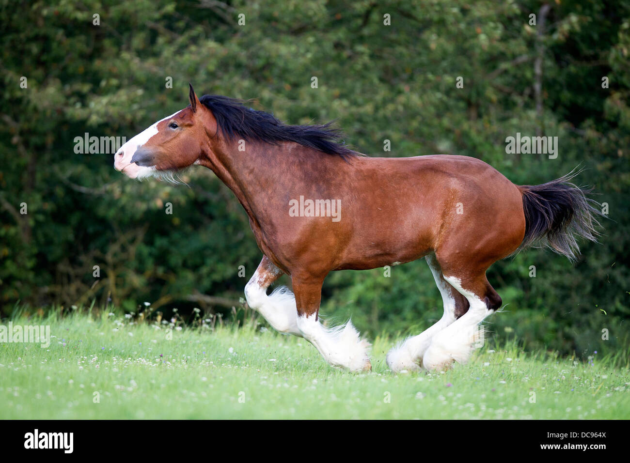 Clydesdale. Bay mare galloping on a pasture Stock Photo - Alamy