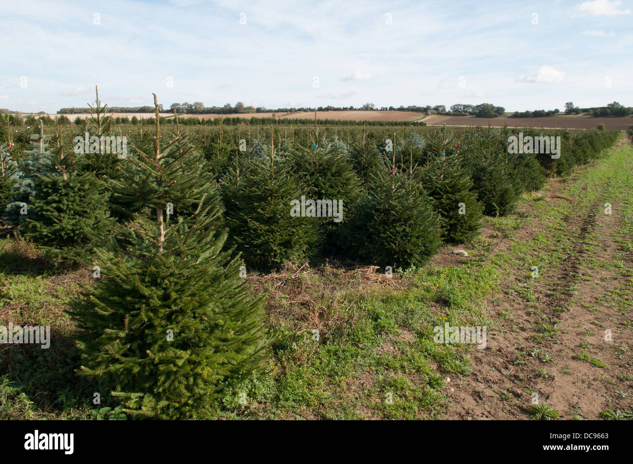 Nordmann fir christmas tree hi-res stock photography and images - Alamy