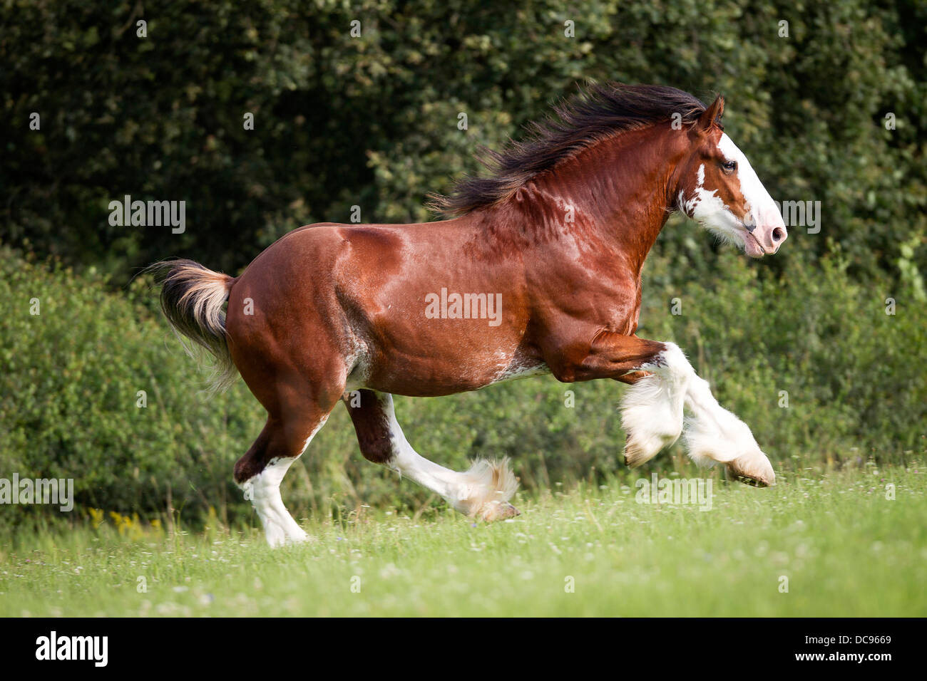 Clydesdale. Bay stallion galloping on a pasture Stock Photo - Alamy