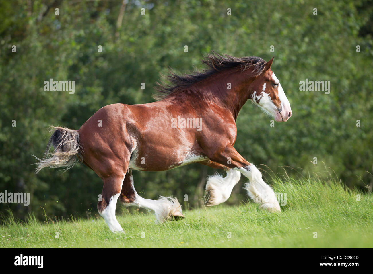Clydesdale. Bay stallion galloping on a pasture Stock Photo - Alamy