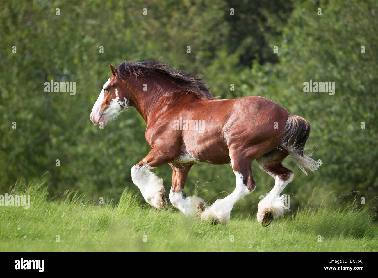 Clydesdale. Bay stallion galloping on a pasture Stock Photo - Alamy