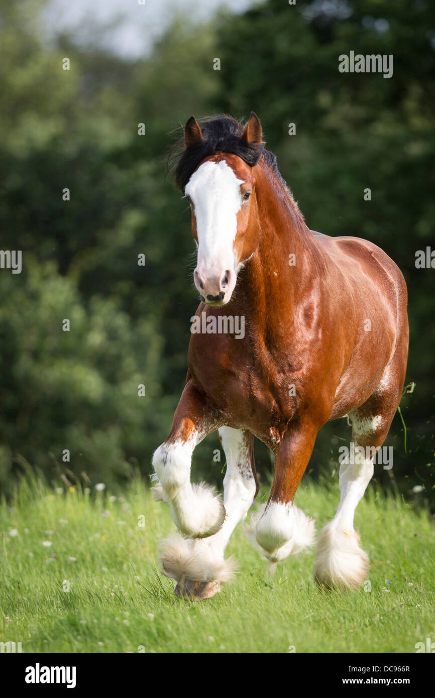 Clydesdale. Bay stallion galloping on a pasture Stock Photo - Alamy