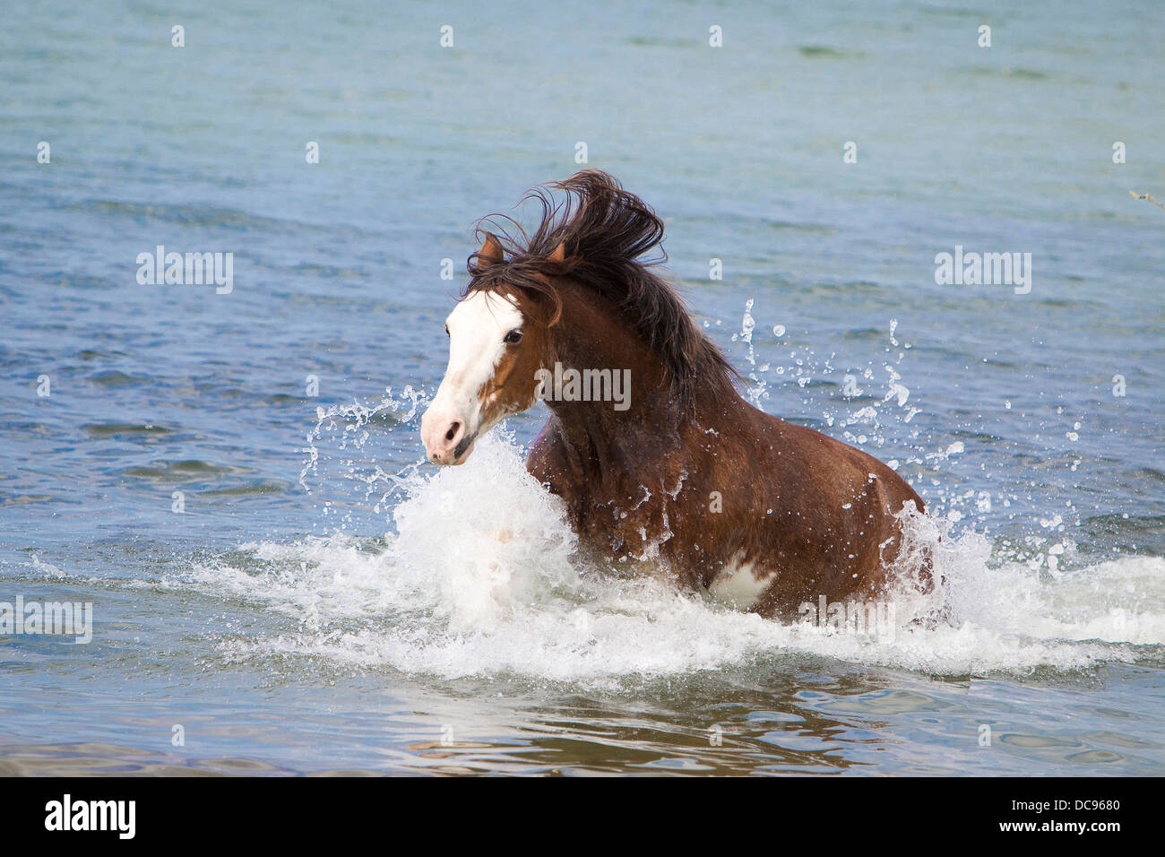 Criollo. Mare in the sea Stock Photo - Alamy