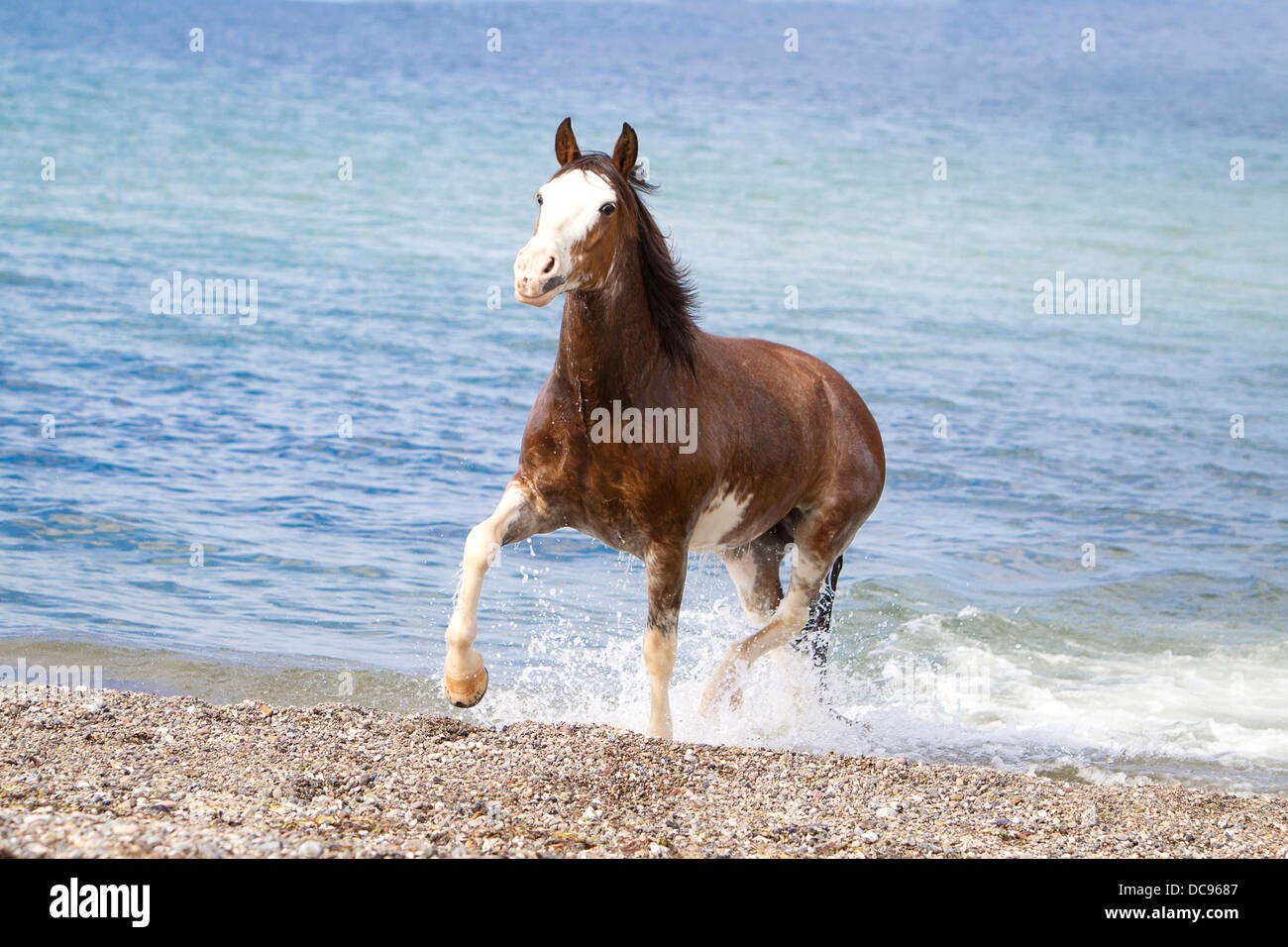 Criollo. Mare trotting out from the sea Stock Photo - Alamy