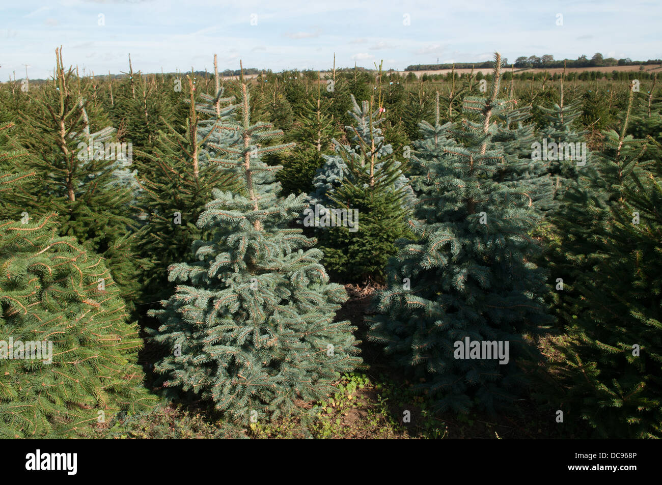 Nordmann fir christmas tree hi-res stock photography and images - Alamy