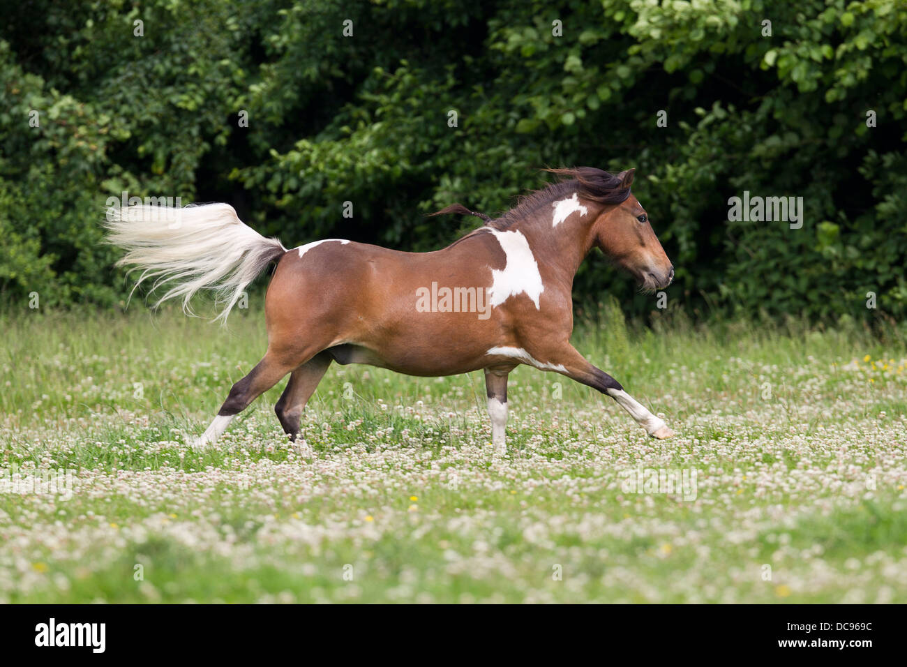 Lewitzer pony hi-res stock photography and images - Alamy