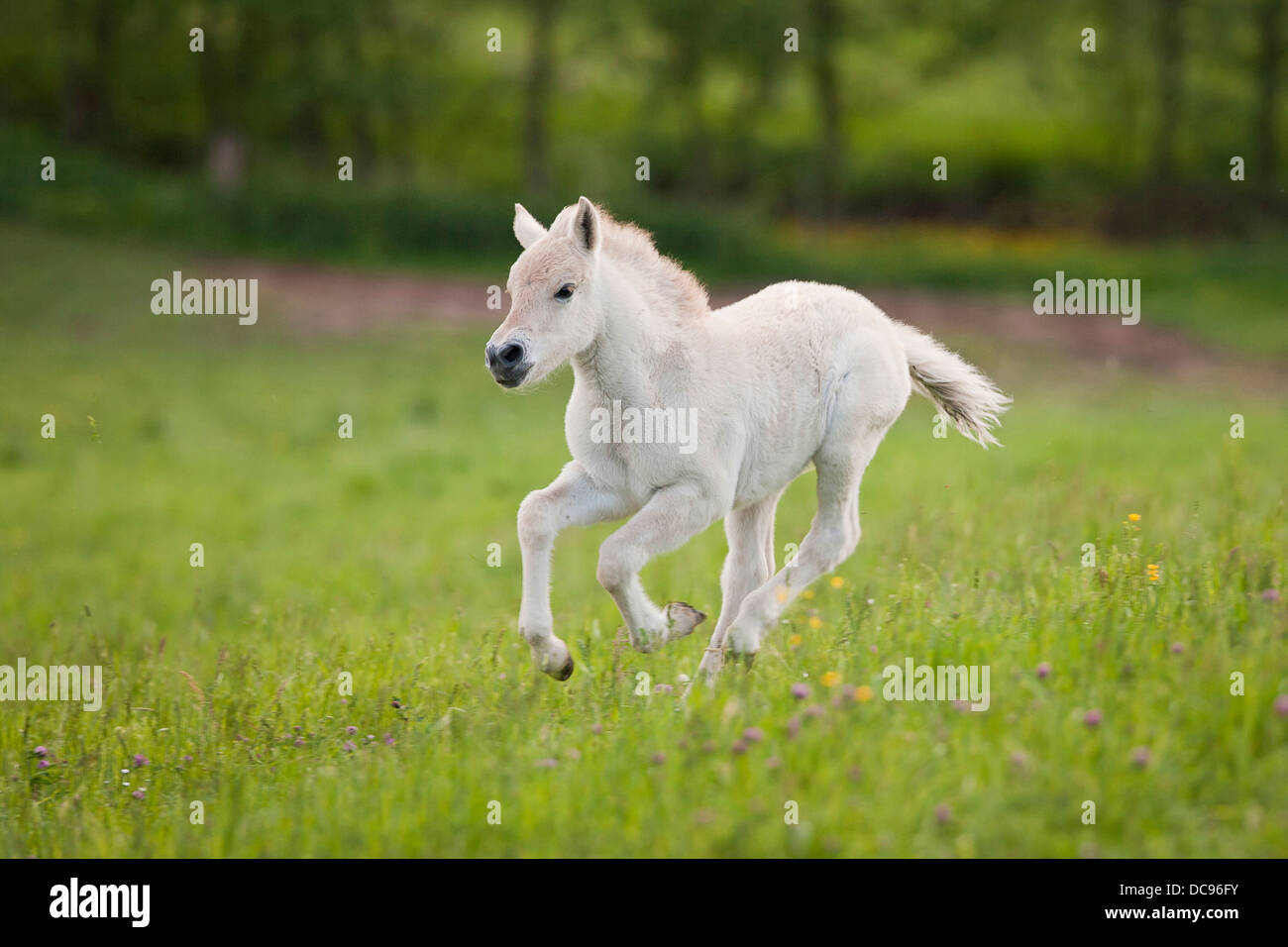 Norwegian Fjord Horse. Foal galloping on a pasture Stock Photo - Alamy