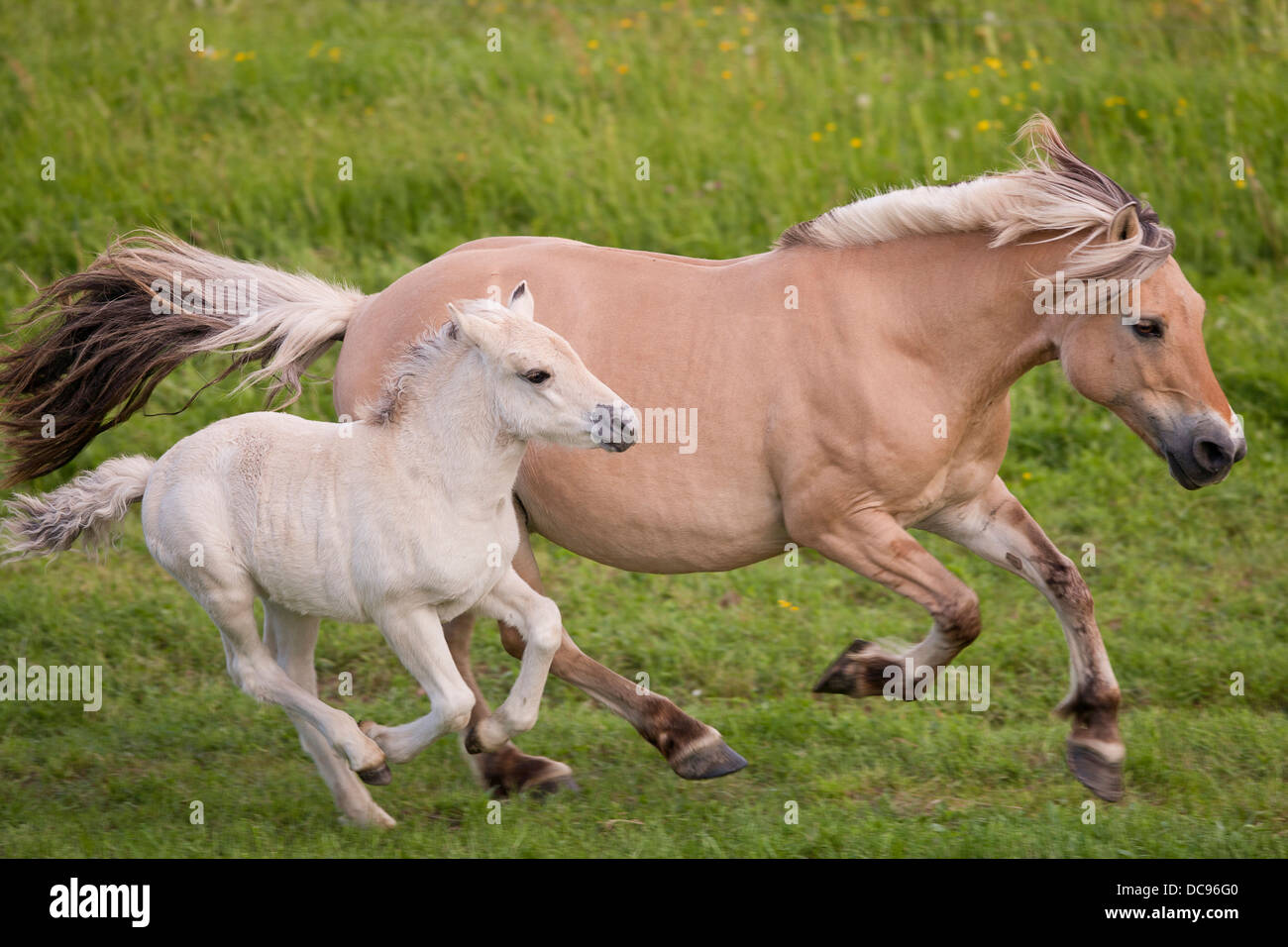 Norwegian Fjord Horse. Mare and foal galopping on a pasture Stock Photo ...