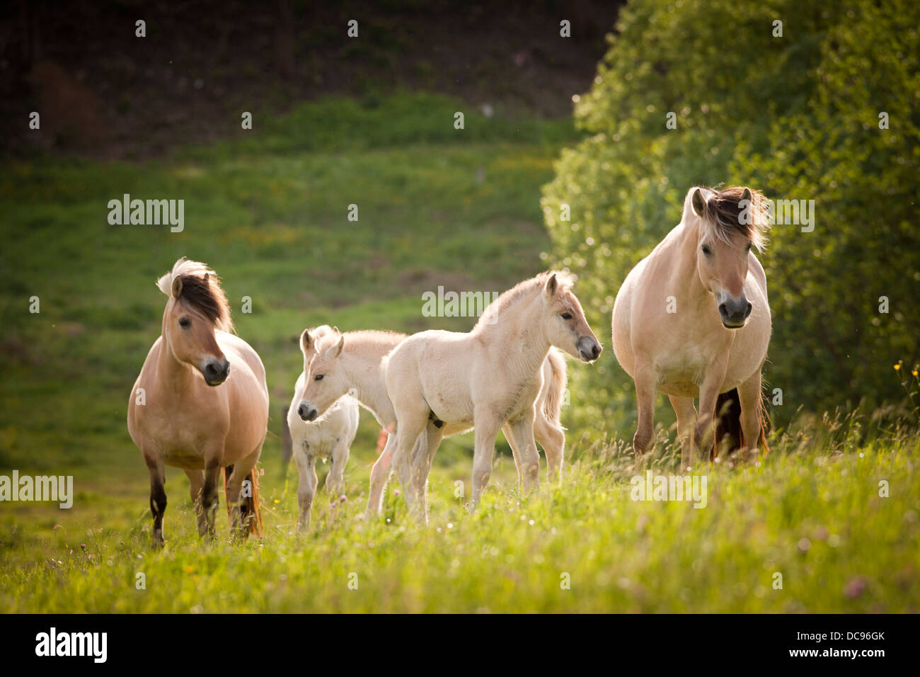Norwegian Fjord Horse. Mares and foals on a pasture Stock Photo - Alamy