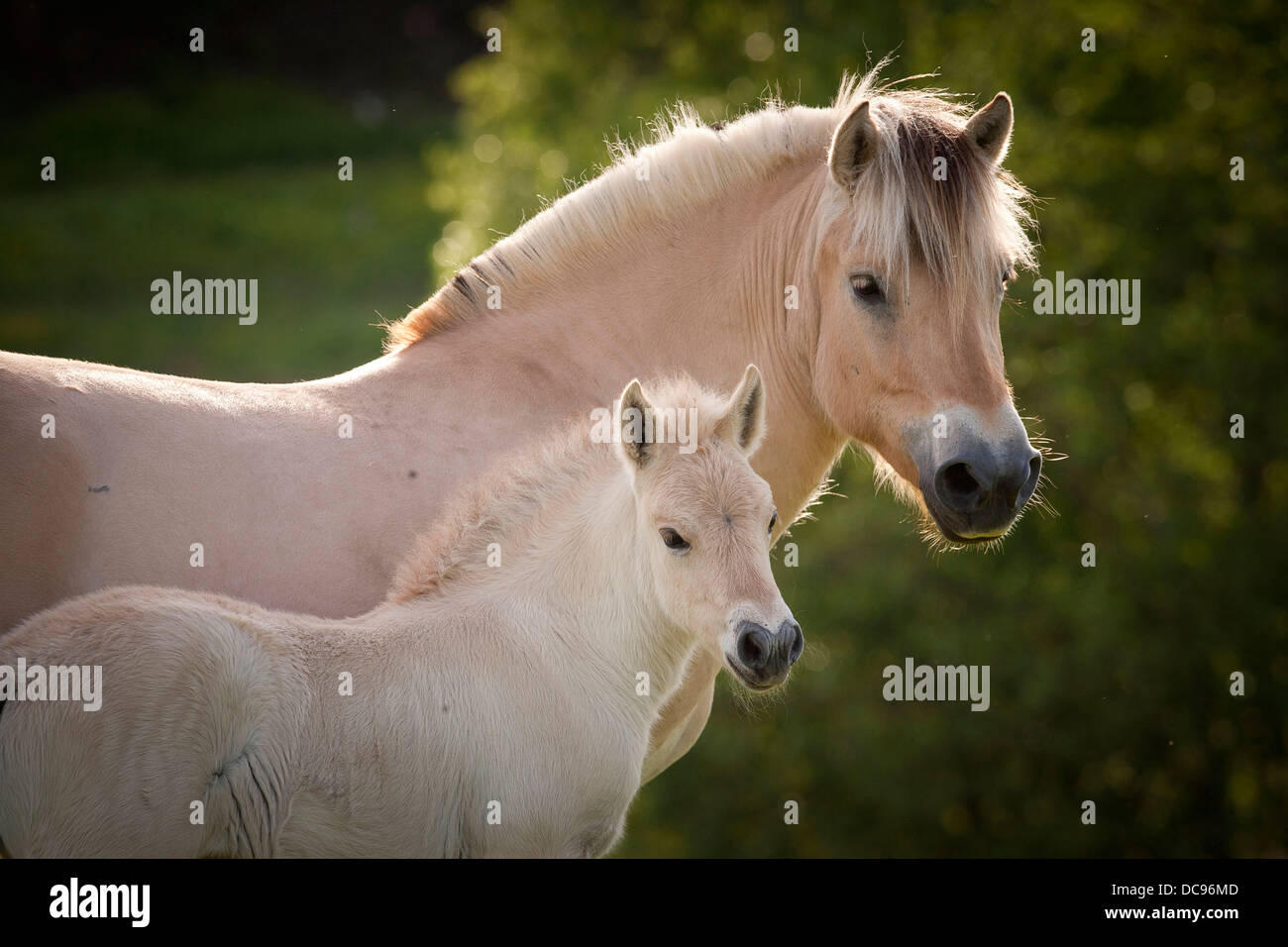 Norwegian Fjord Horse. Mare and foal on a pasture Stock Photo - Alamy
