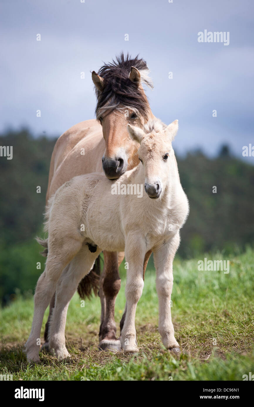 Norwegian Fjord Horse. Mare and foal on a pasture Stock Photo - Alamy