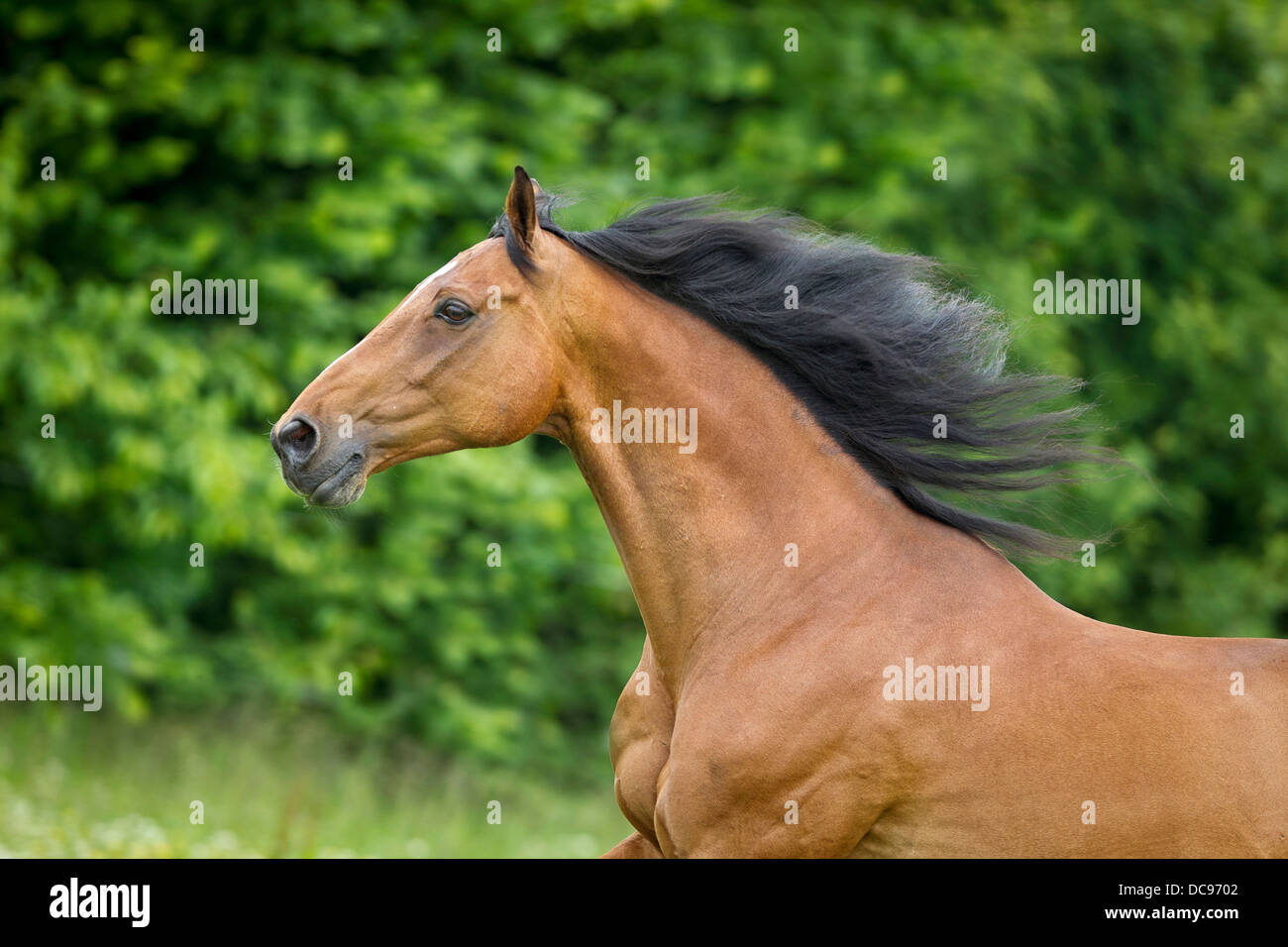 Holsteiner Horse. Portrait of bay horse with mane flowing Stock Photo ...