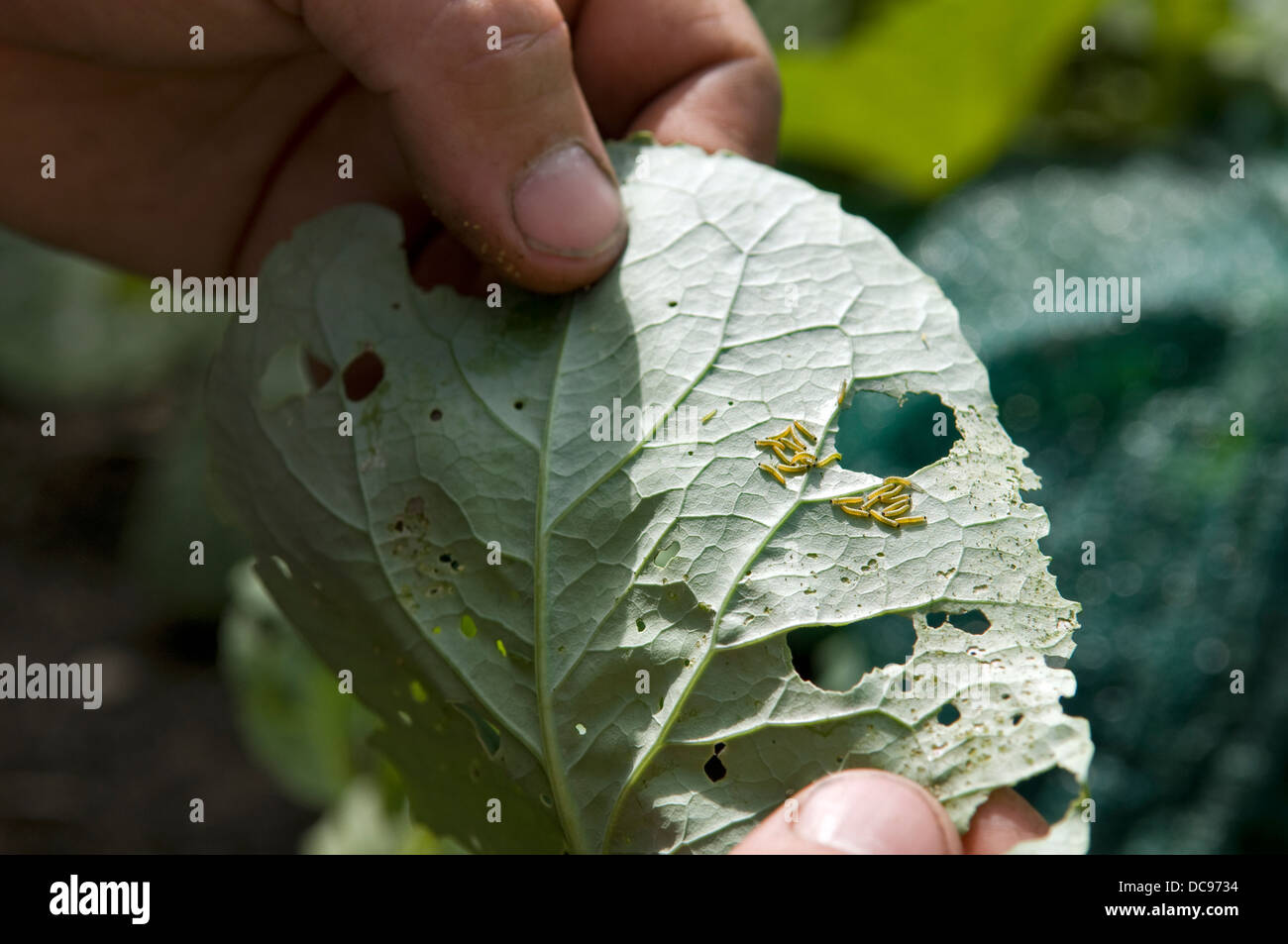 Caucasian man finding cabbage white butterfly caterpillar larvae on ...