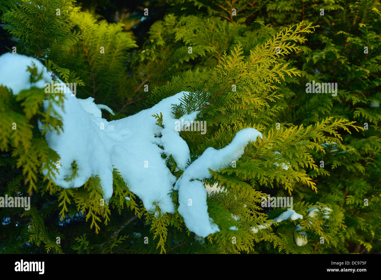 Conifer snow hi-res stock photography and images - Alamy