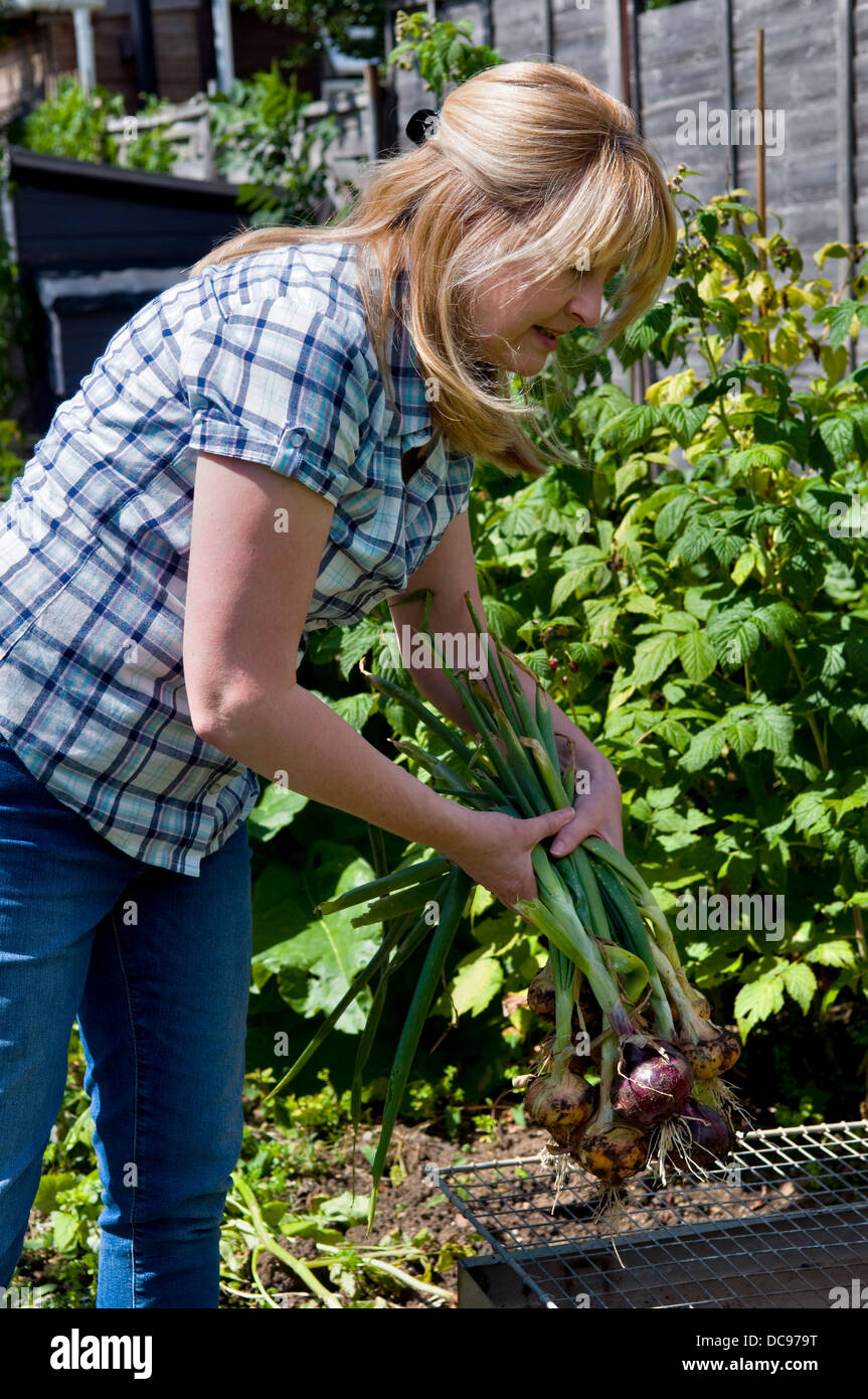 Home grown onions hi-res stock photography and images - Alamy