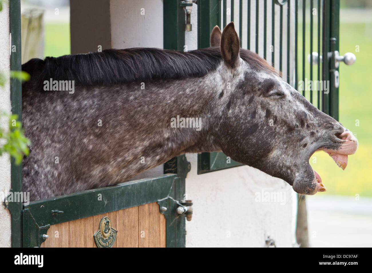 Knabstrup Horse. Portrait of leopard-spotted stallion, yawning, while ...