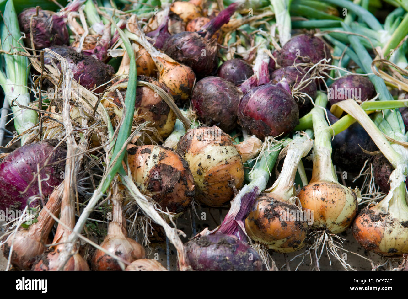 Onion rack hi-res stock photography and images - Alamy