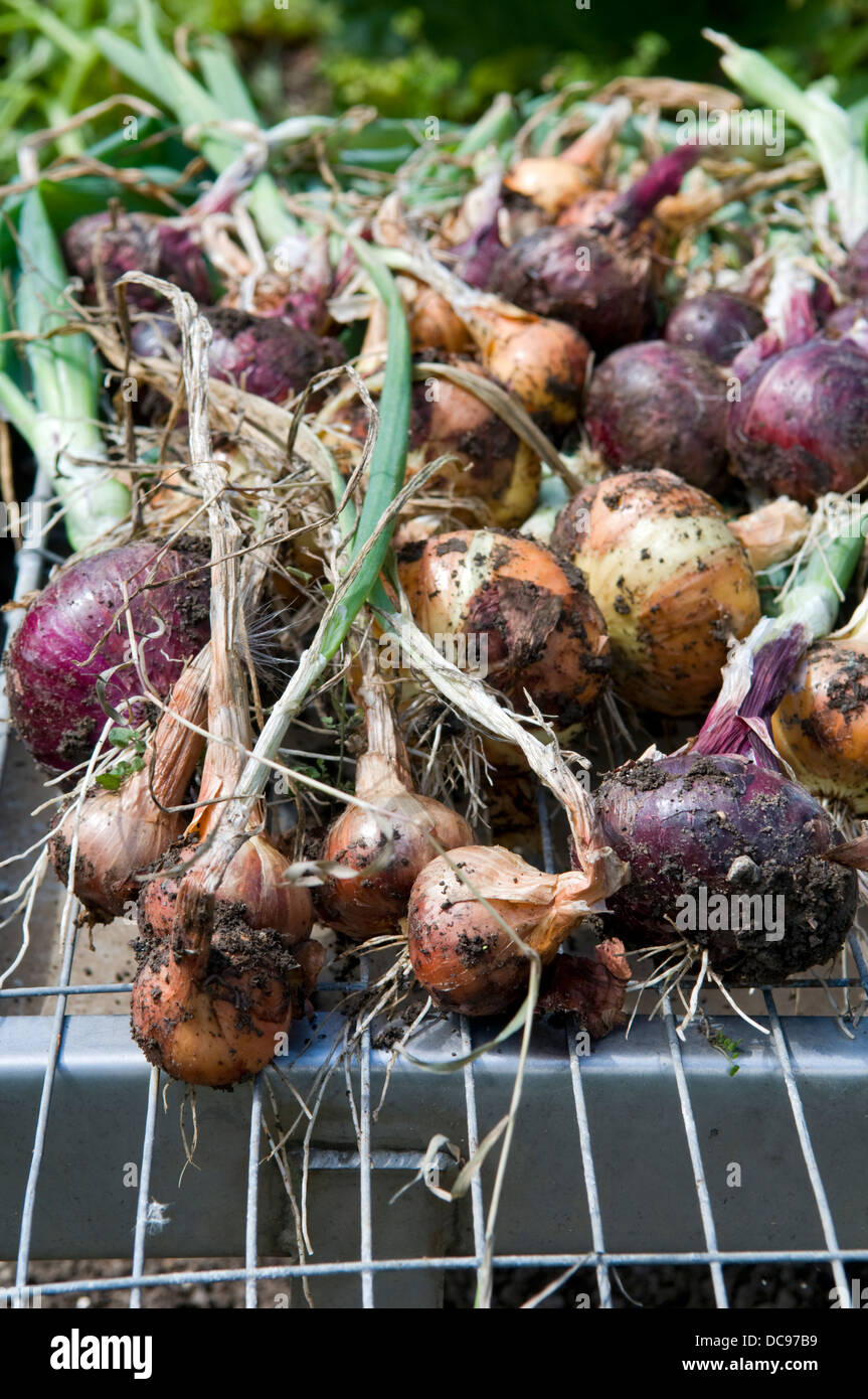 Produce home grown onion onions grow growing vegetable vegetable hi-res ...