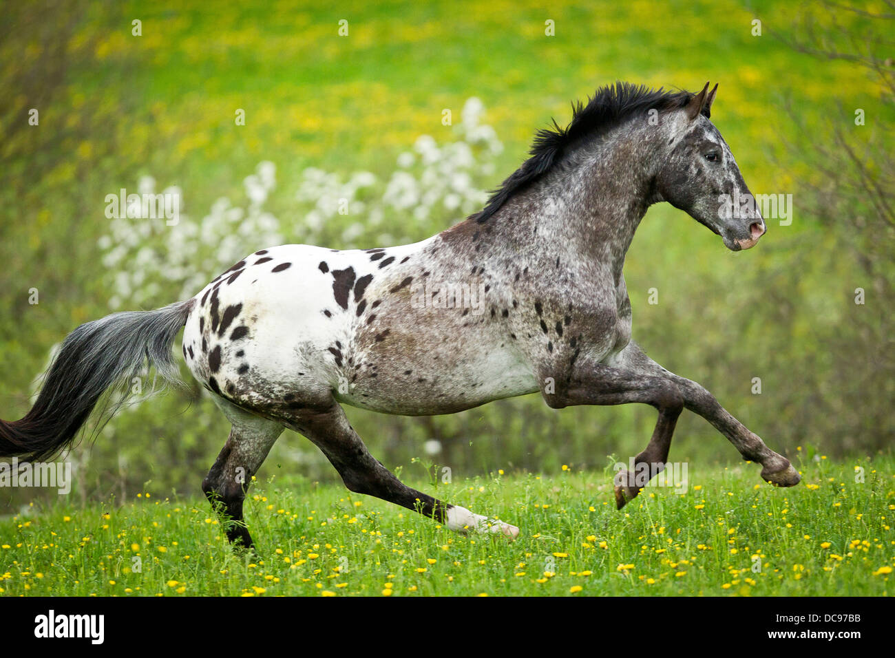 Knabstrup Horse. Leopard-spotted stallion galloping on a flowering ...