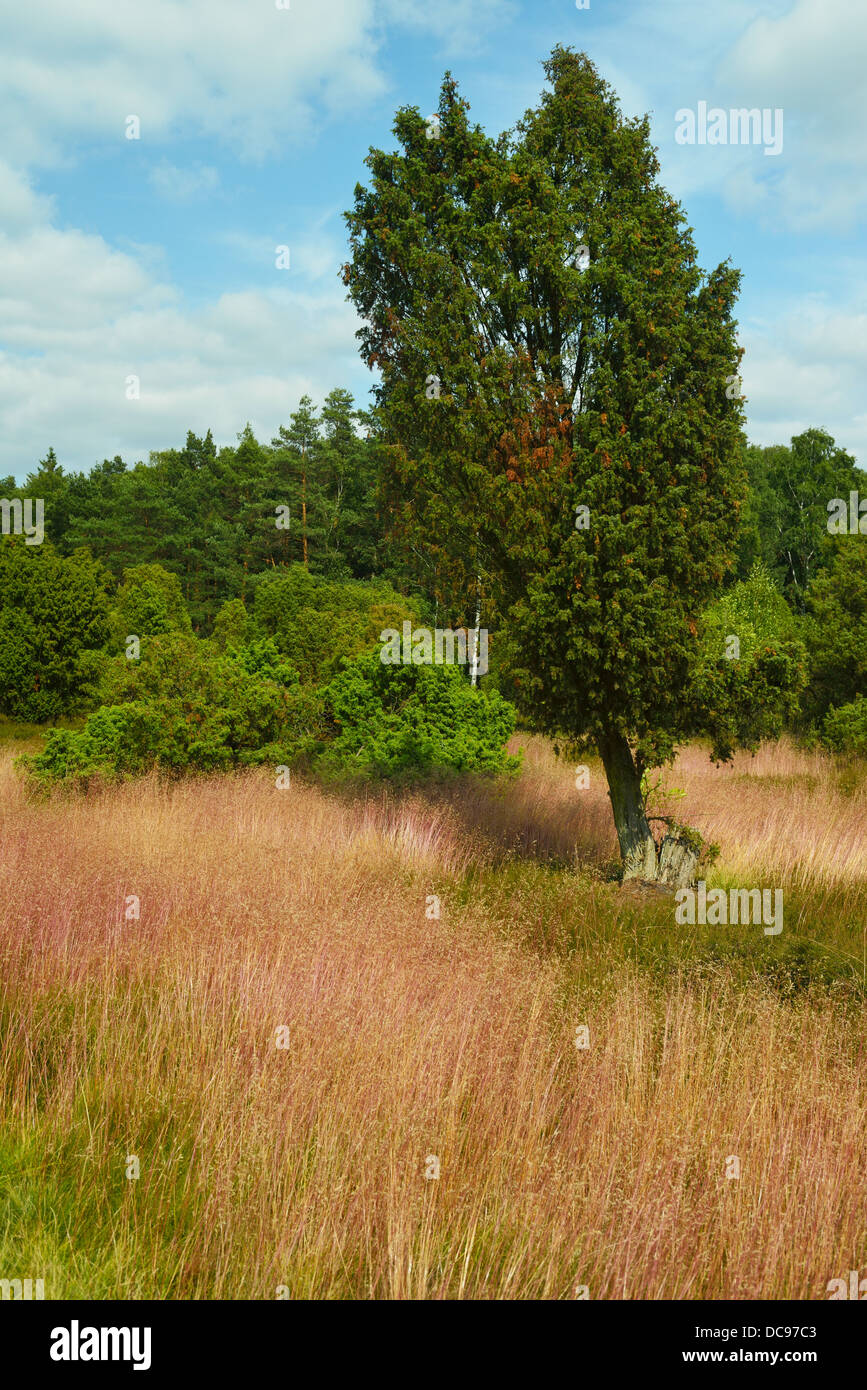 Heiliger hain hi-res stock photography and images - Alamy