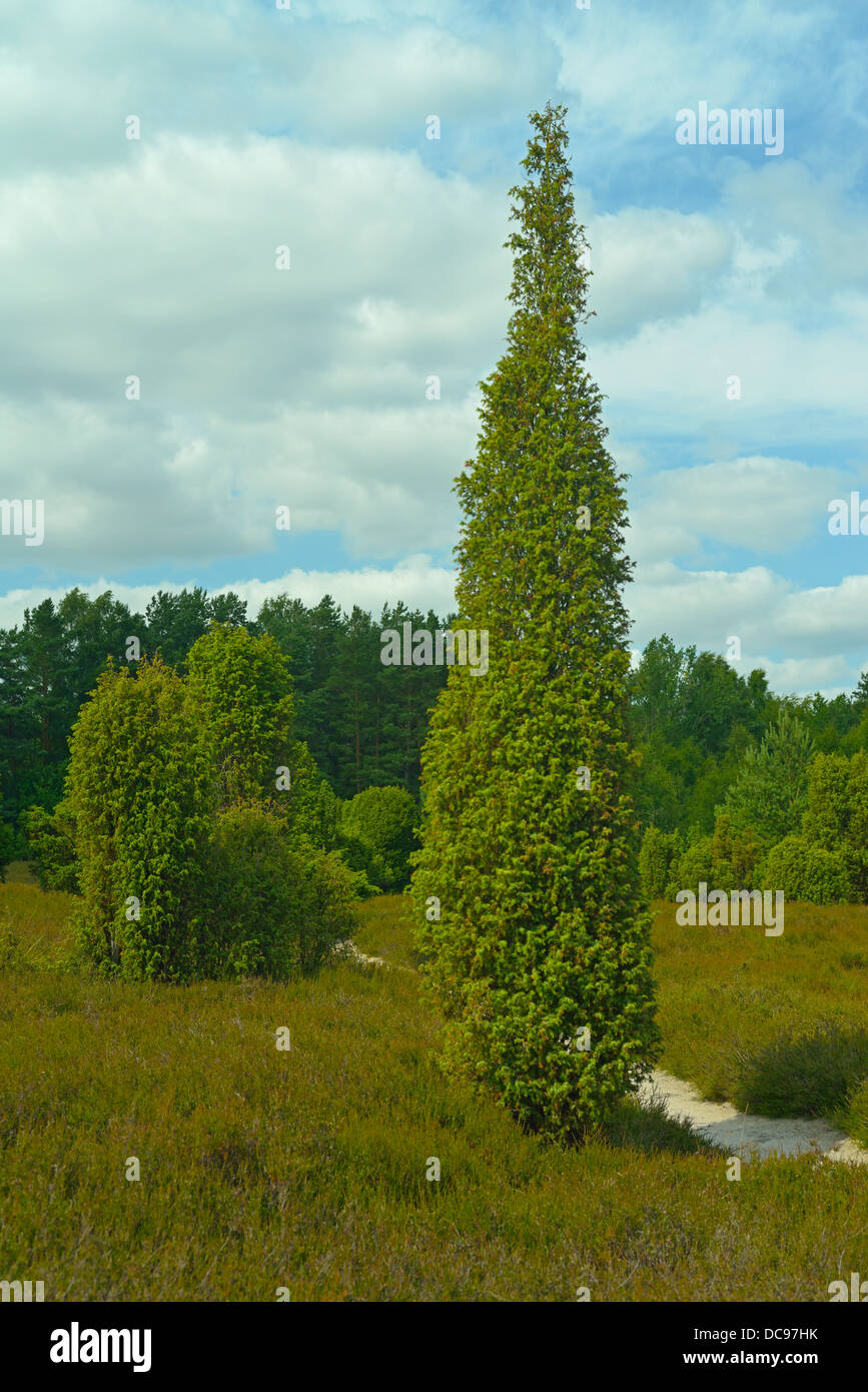 Heath Heiliger Hain, Wesendorf, Lower Saxony, Germany Stock Photo - Alamy