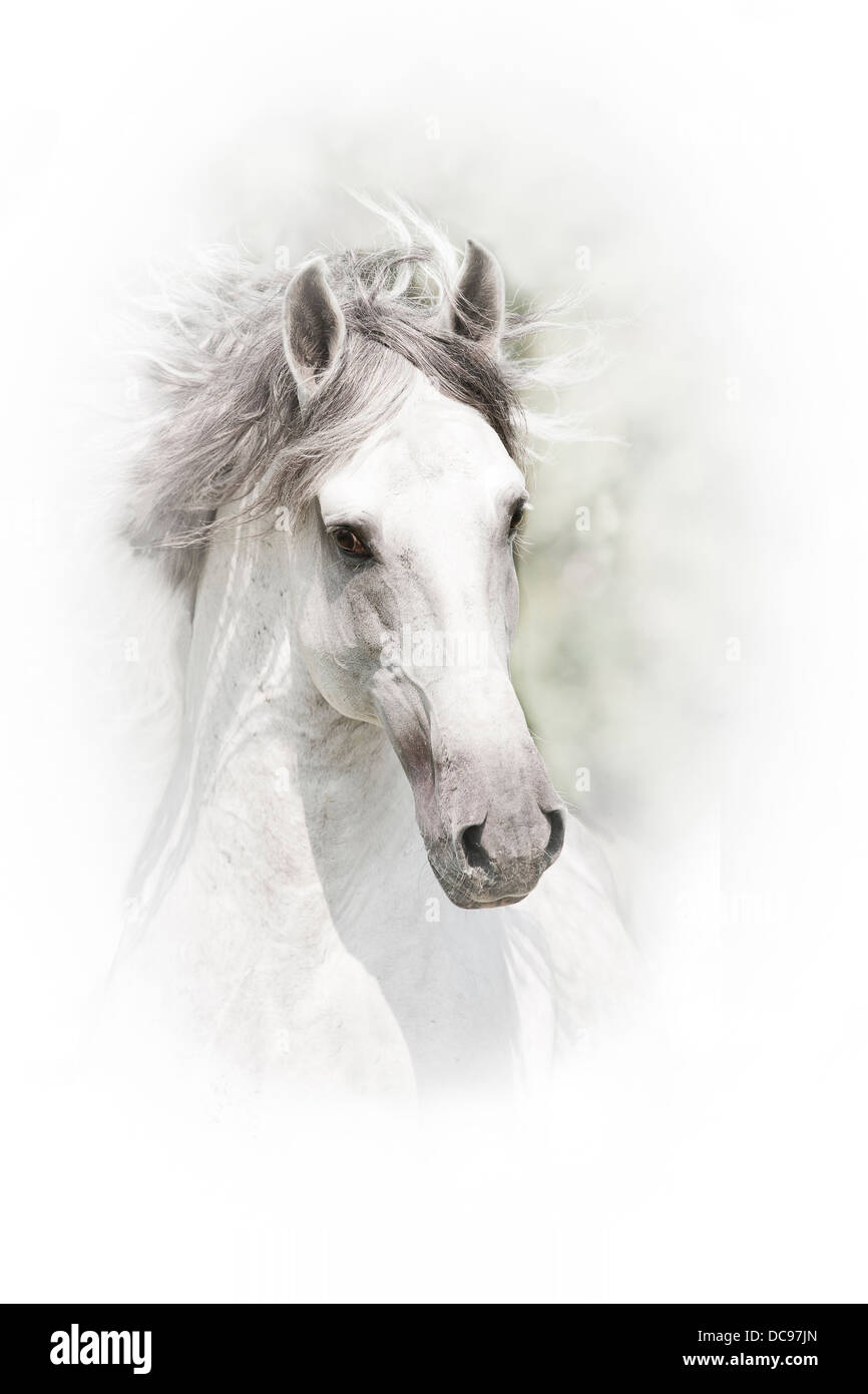Lusitano Gray stallion seen against white background Stock Photo - Alamy