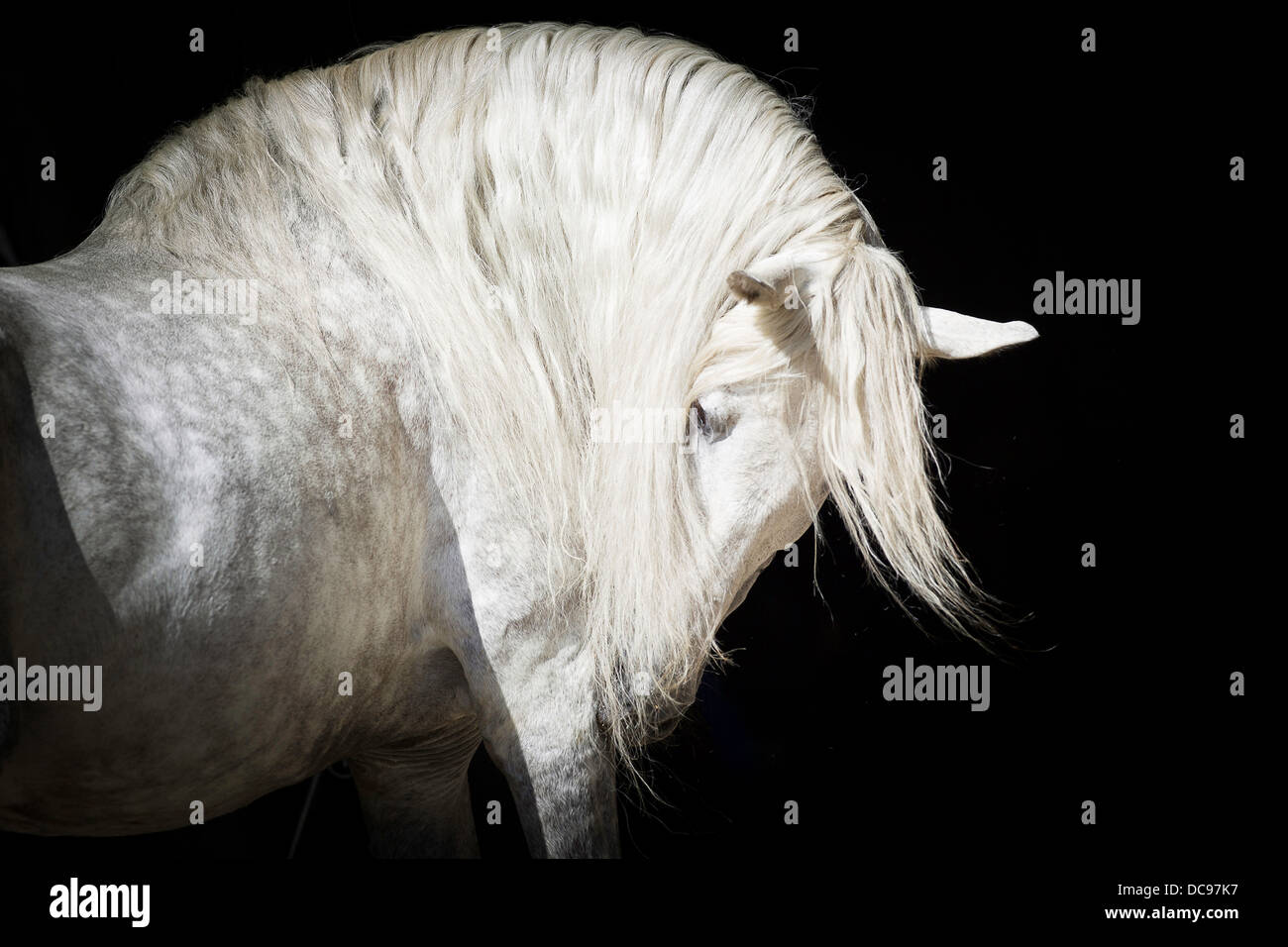 Lusitano. Portrait of the gray stallion Rufia Stock Photo - Alamy