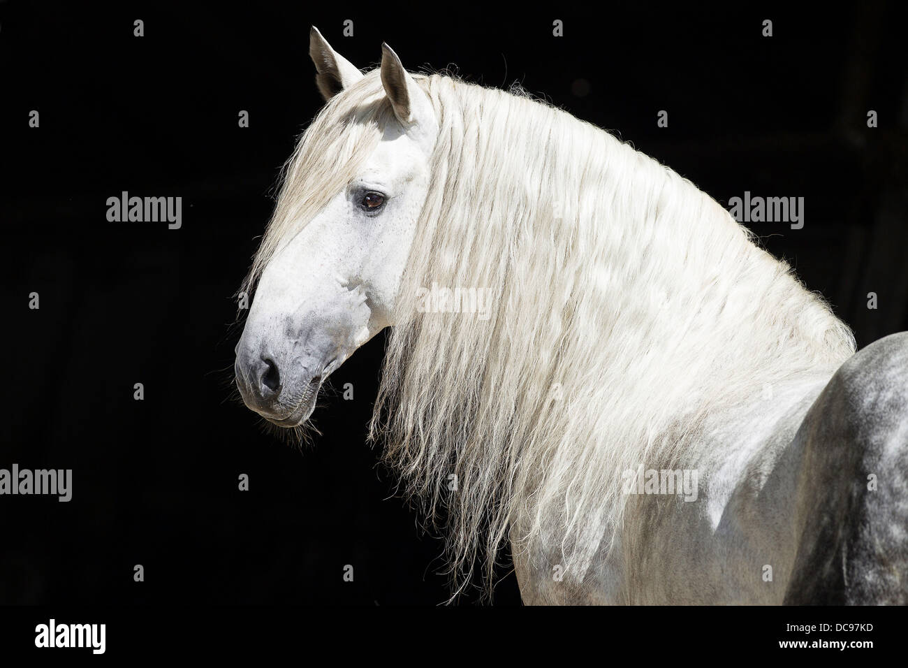 Lusitano. Portrait of the gray stallion Rufia Stock Photo - Alamy