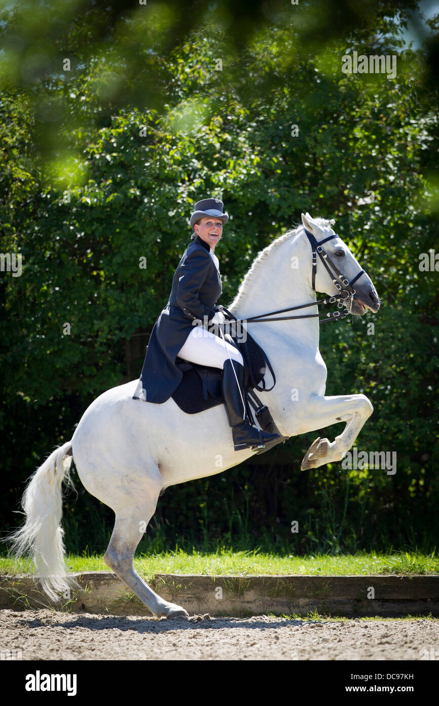 Pesade horse hi-res stock photography and images - Alamy