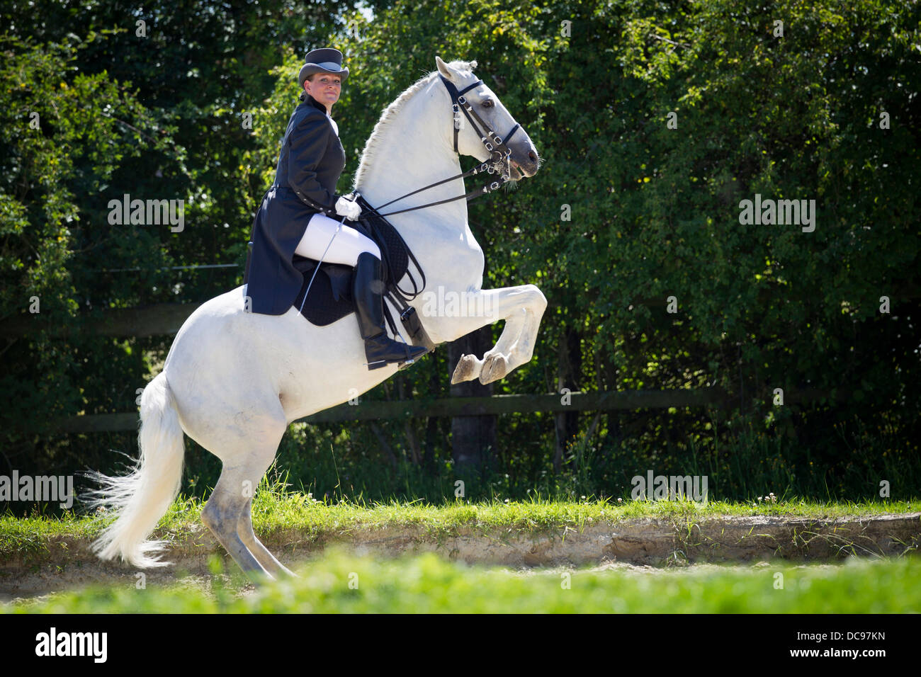 Pesade horse hi-res stock photography and images - Alamy