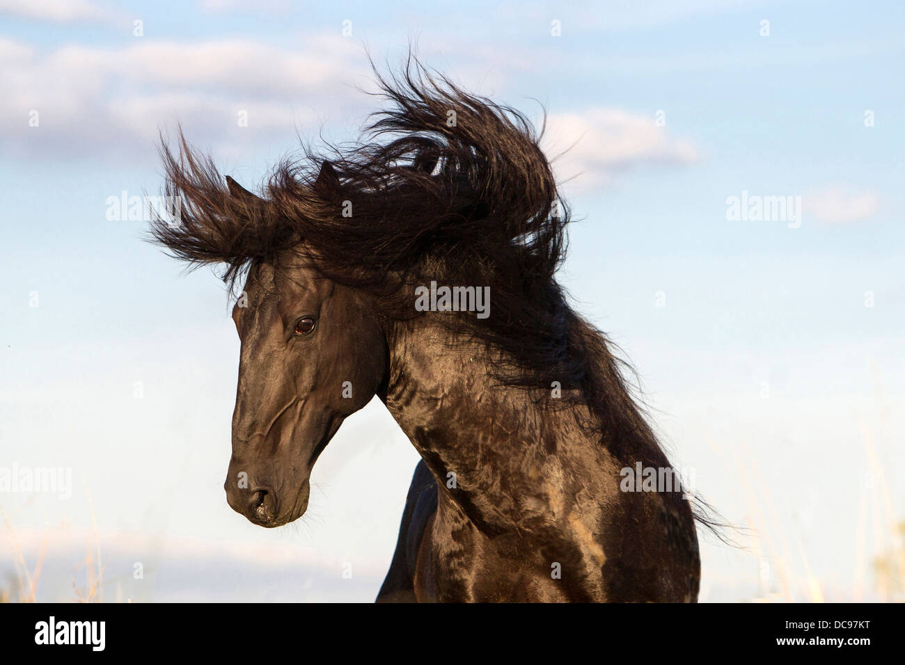 Lusitano portrait black stallion mane hi-res stock photography and ...