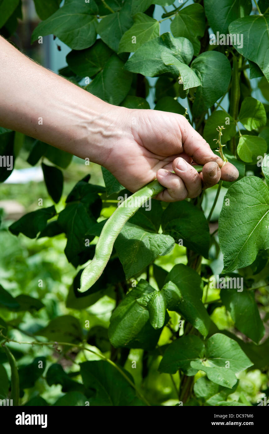 Lima bean plant hi-res stock photography and images - Alamy