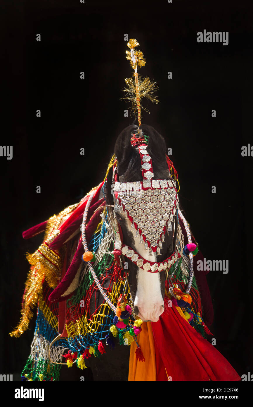 Marwari Horse. Black stallion with colourful traditional tack Stock ...