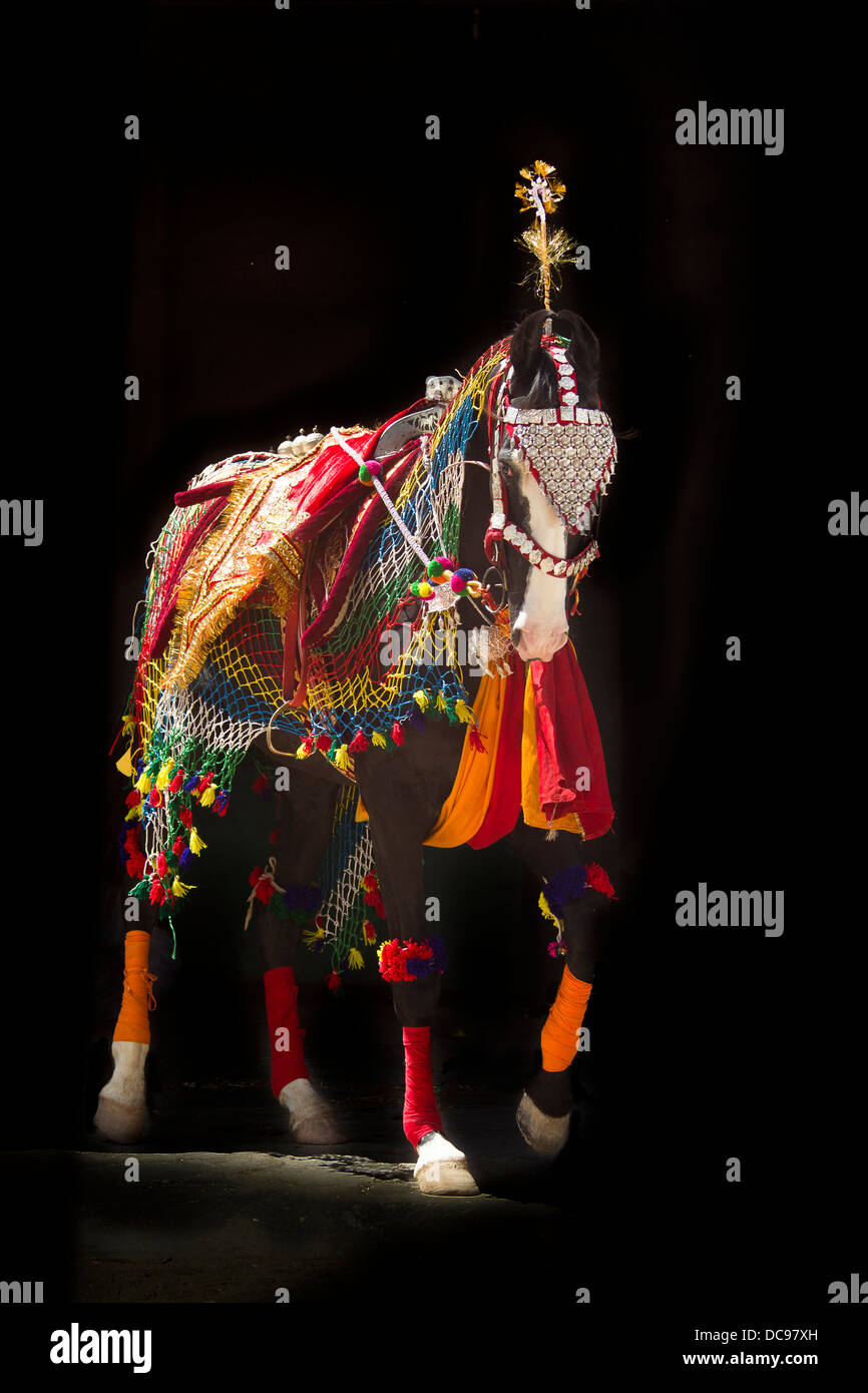 Marwari Horse. Black stallion with colourful traditional tack Stock ...