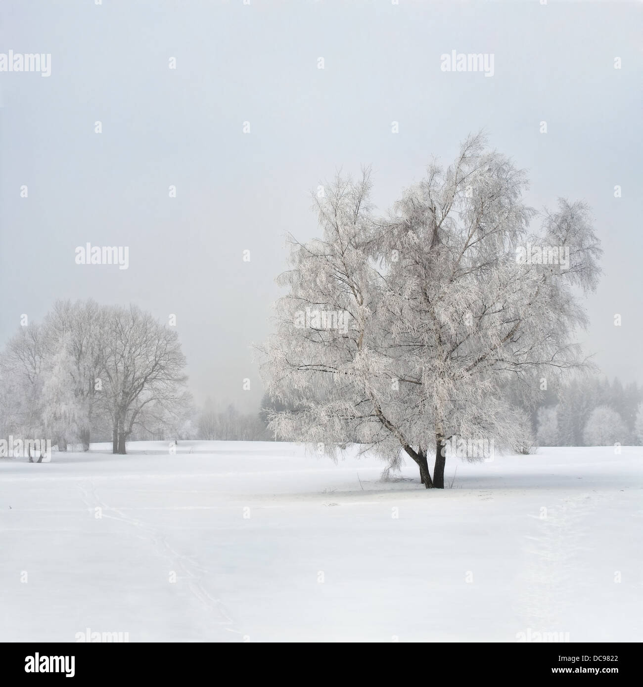Birch winter landscape hi-res stock photography and images - Alamy